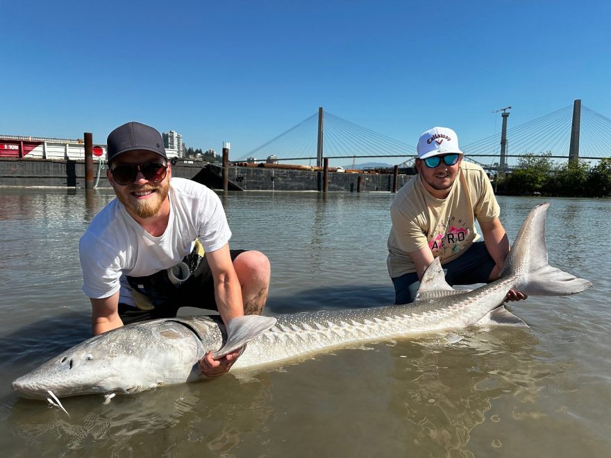 Sturgeon Fishing on the Fraser River BC